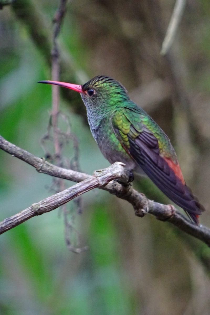Mindo: Tips voor het leukste dorpje van Ecuador // Backpackcentrale.nl