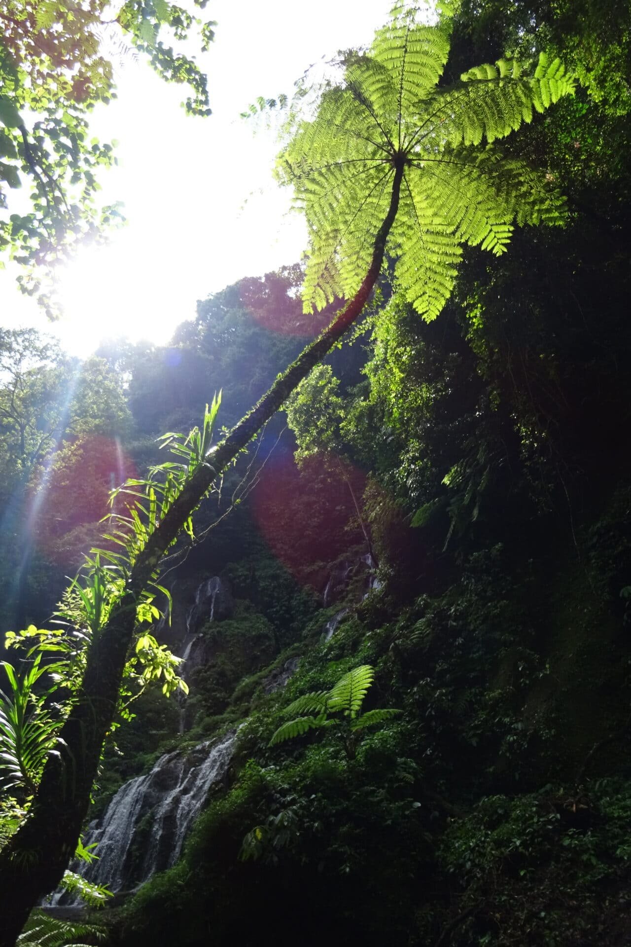 Wanagiri Pucak Manik watervallen op Bali: Alles wat je moet weten