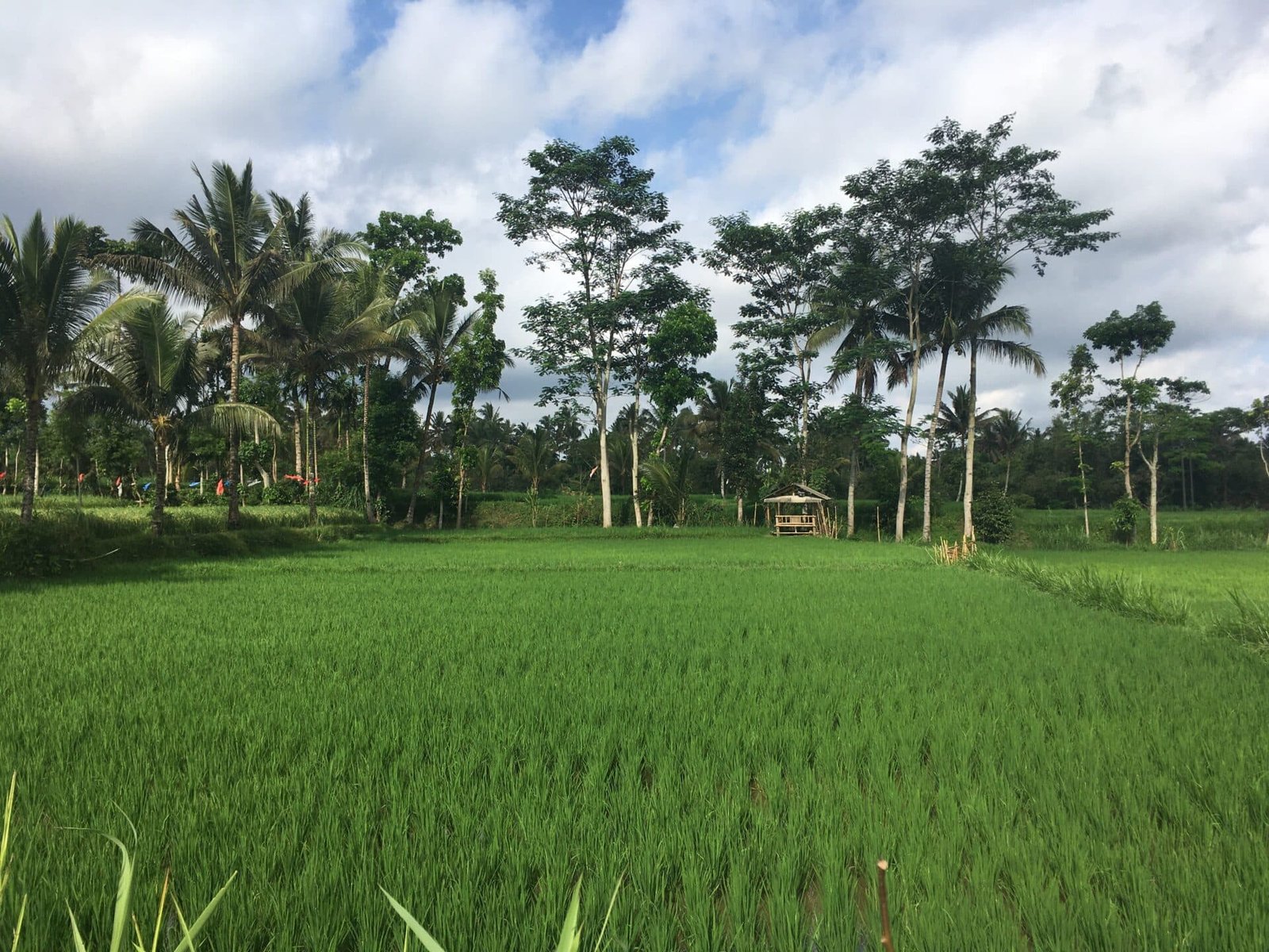 Tetebatu Lombok: 13 tips voor wat te zien en doen!