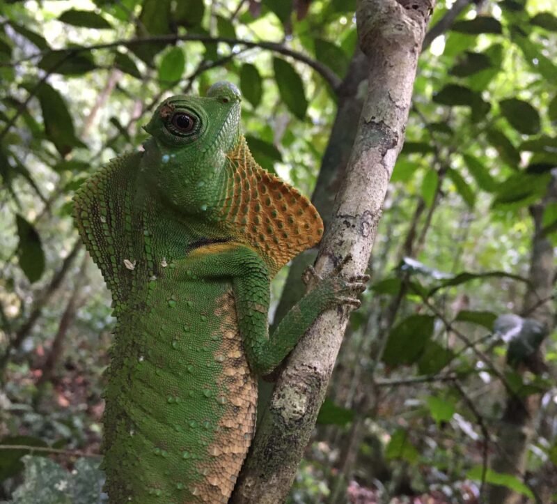 Sinharaja Rainforest: tips voor hét regenwoud van Sri Lanka